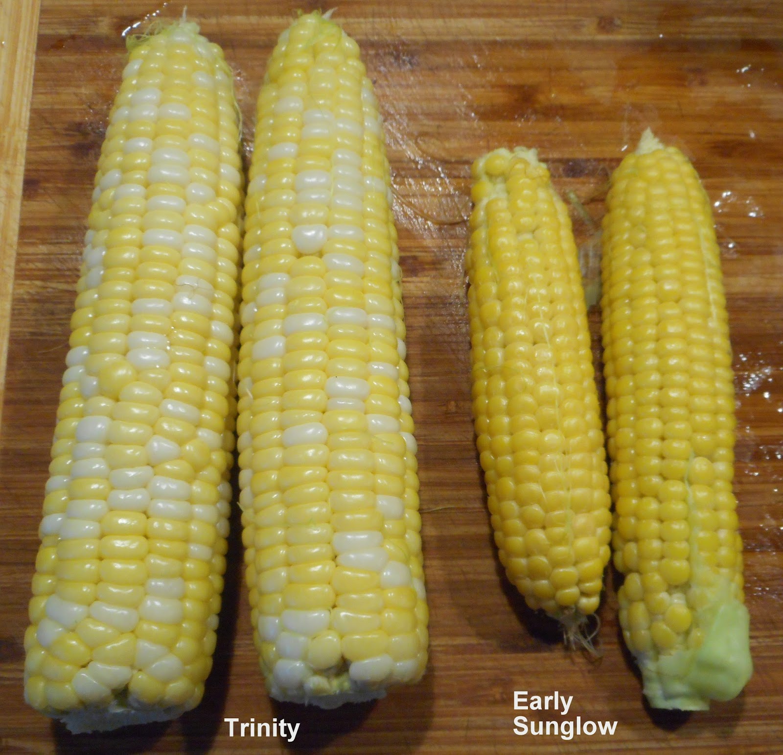 Daniel's Pacific NW Garden: Sweet Corn Comparison, Ear to Ear. 8.16.15