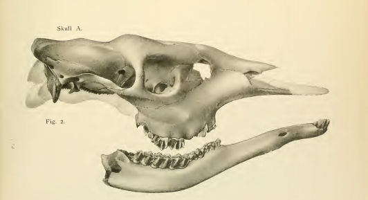 The Study: The Johnstonian Jaunt for a Cryptic Creature