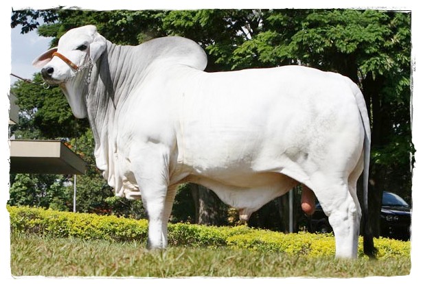 Bovinos da raça Brahman começam a chegar quarta-feira na 53ª ExpoAgro ...