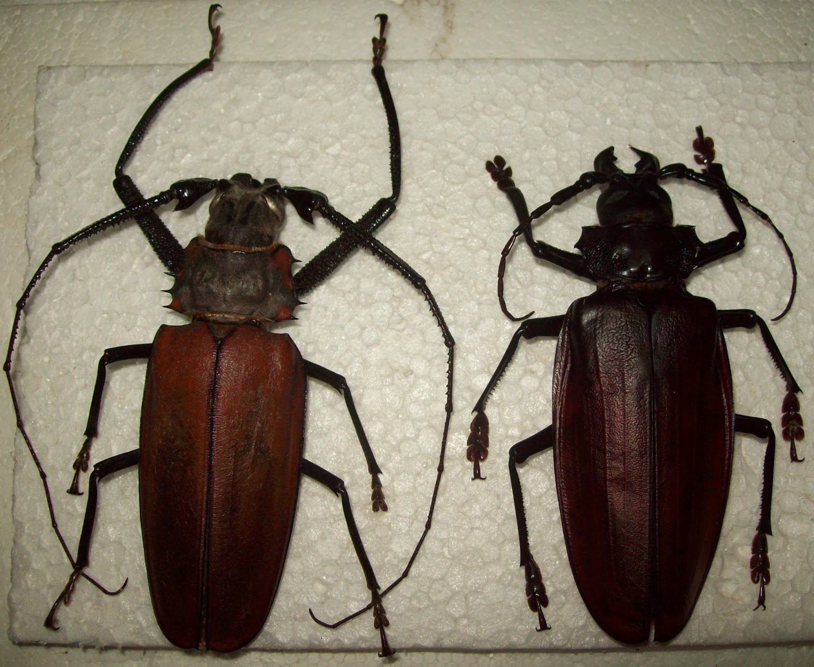 Mundo dos insetos: OS GIGANTES DA AMAZÔNIA - BESOUROS