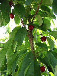 Nursery Plants: The kind of Bing Cherry Tree