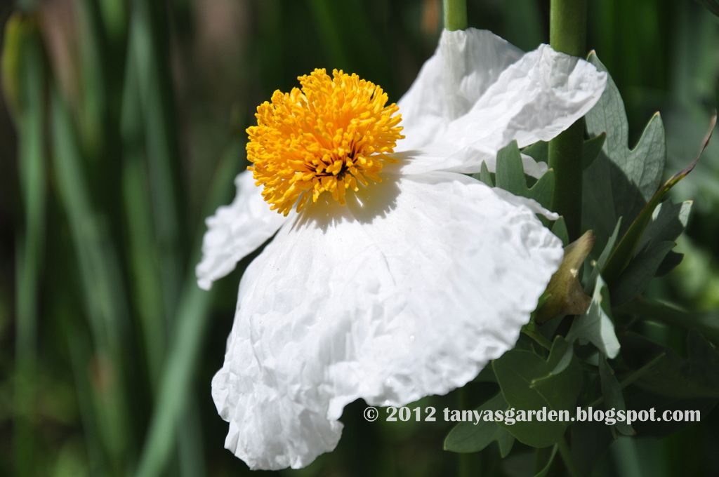 MySecretGarden: My New Love, Romneya