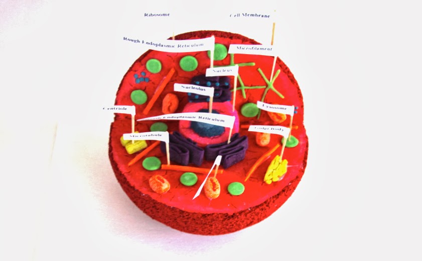 Fulton Science Academy: Fulton Science Academy 3D Cell Models