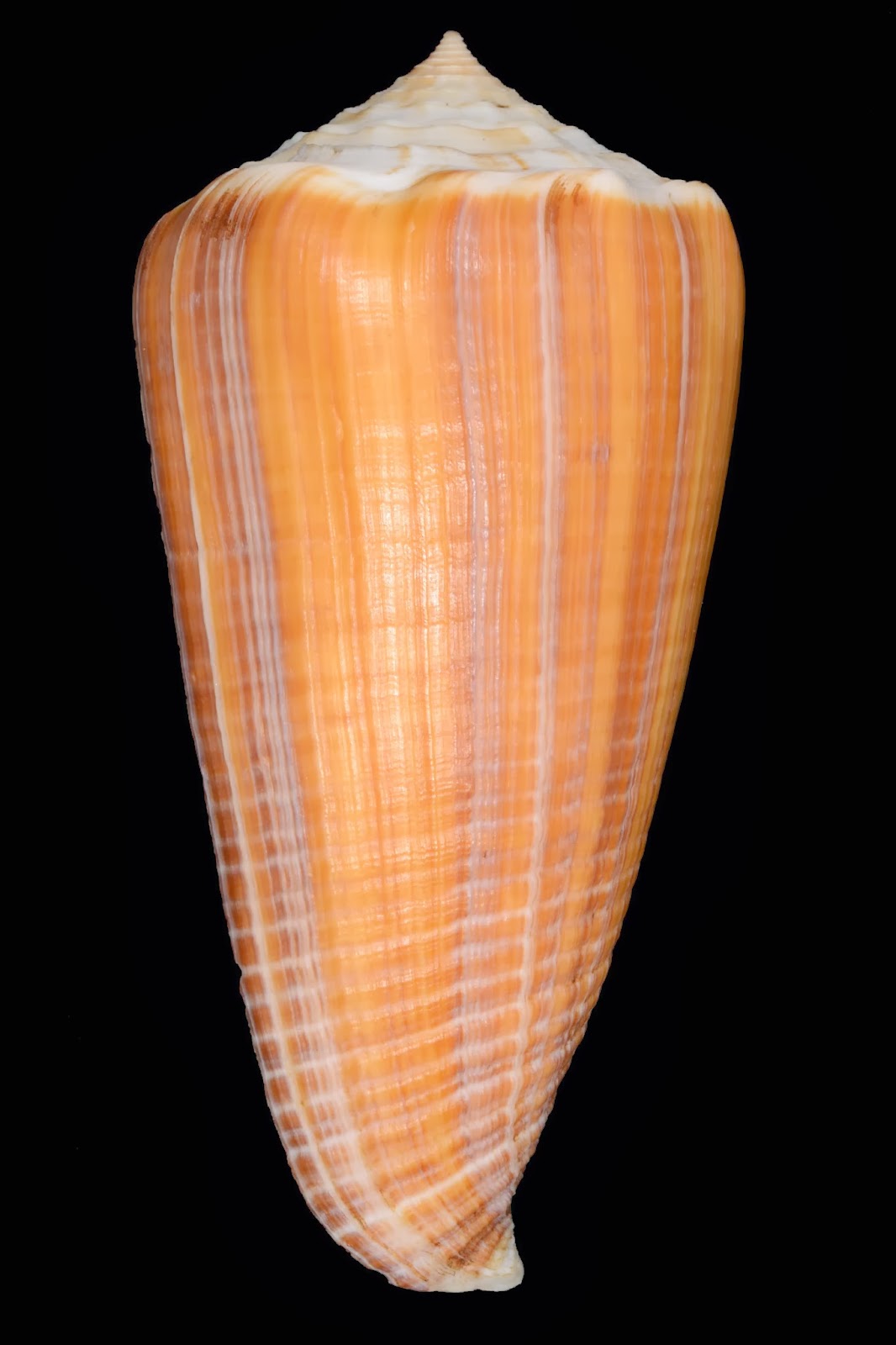 Dr. Lee's Gallery Museum: Conus sulcatus bocki 74.7mm 木乃伊芋螺
