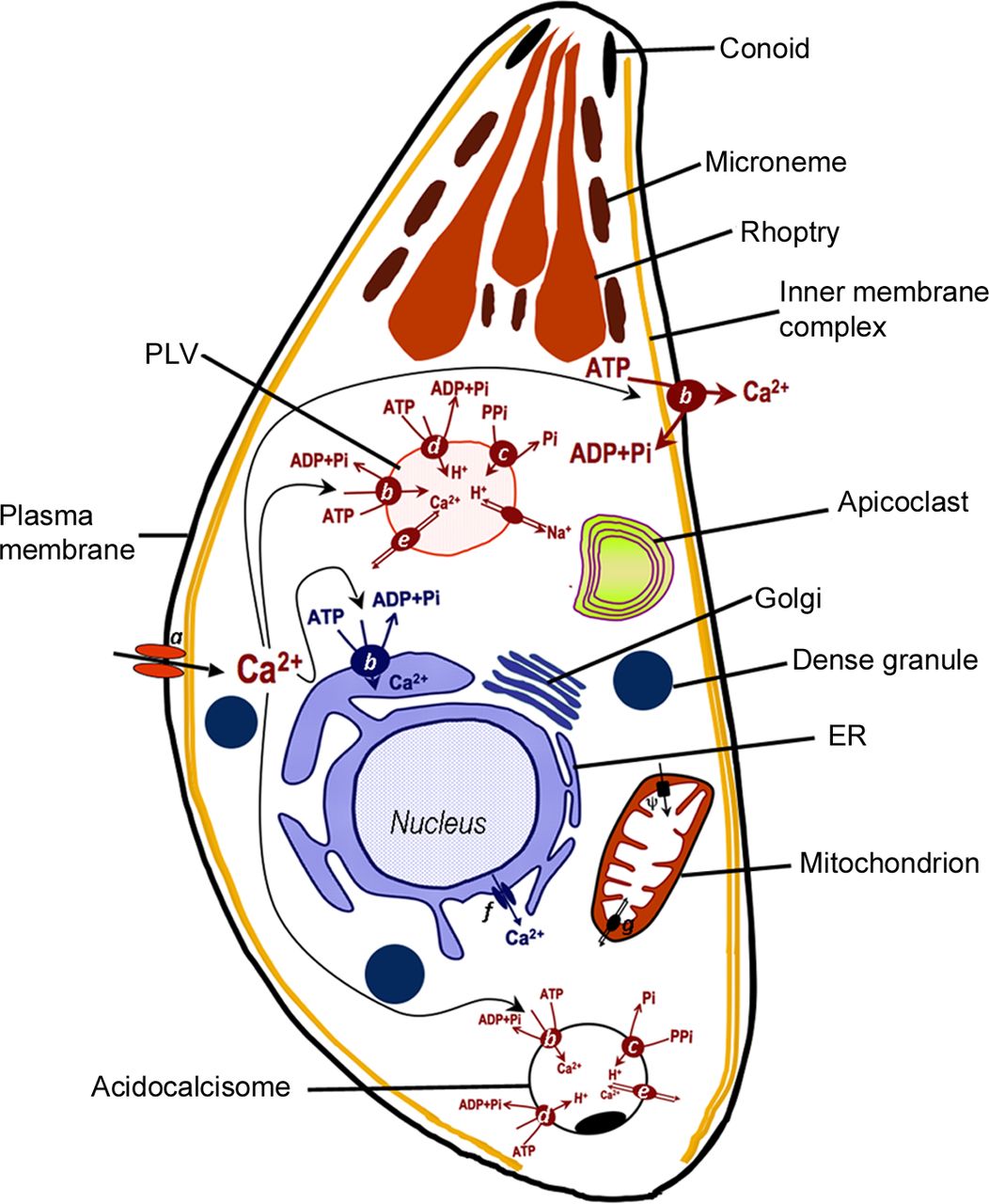 La Microbiología y sus «βιος»: ENTRE PROTOZOOS Y SU TAXONOMÍA.