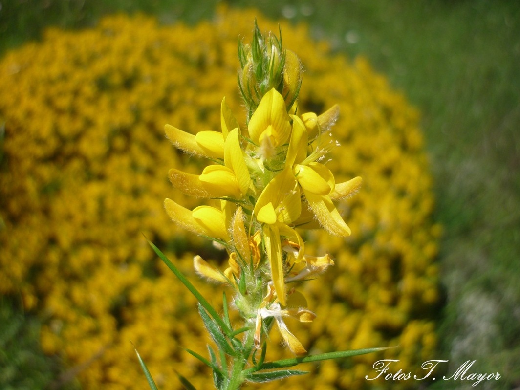 Flores y plantas silvestres: " Genista hirsuta ". Aulaga, Tojo, Alfiletero.
