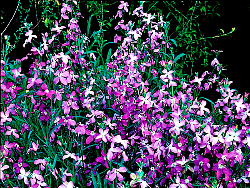 Gardens Inspired: Night-Scented Flowers