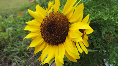 Plant Photography: January 2012