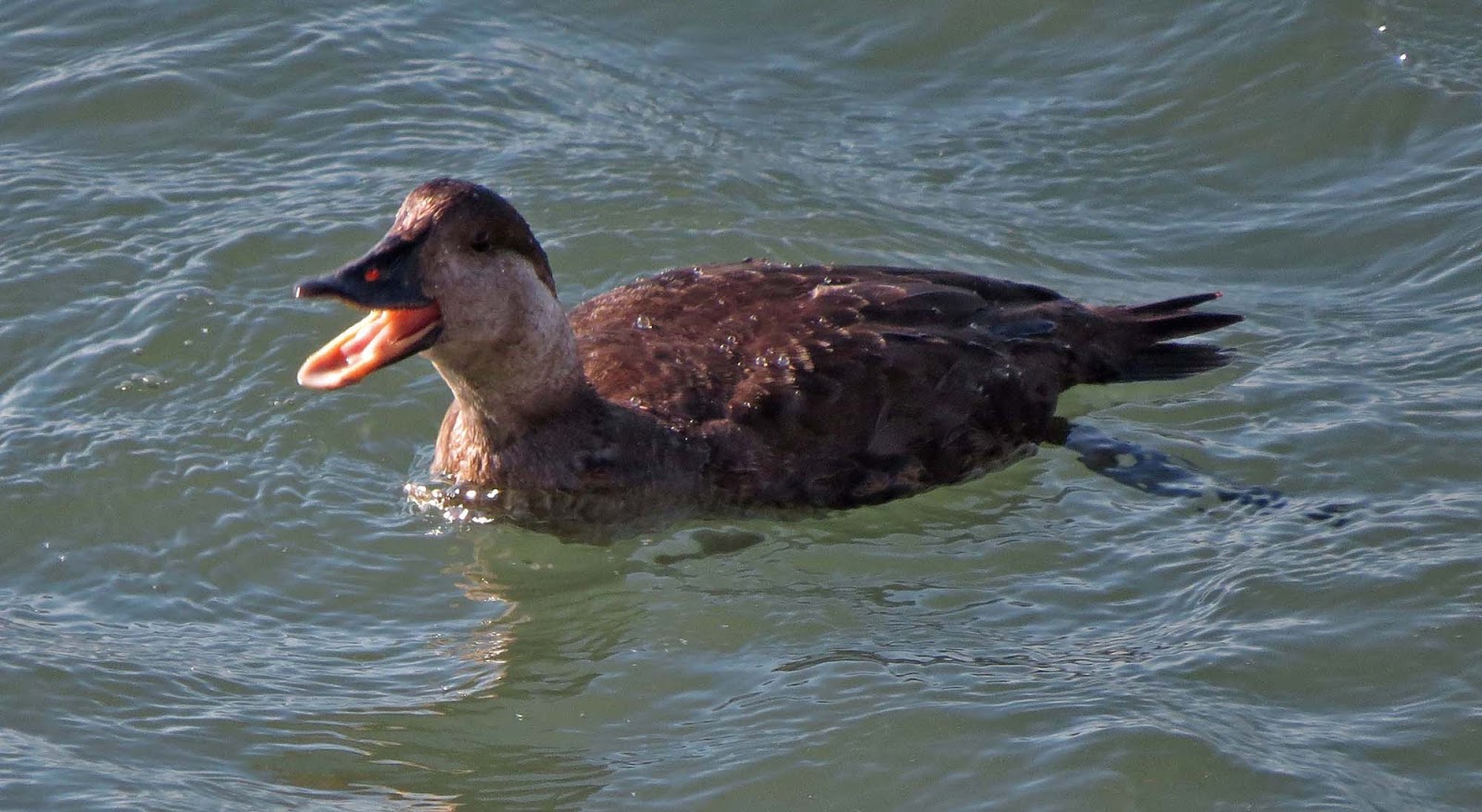 EXTREME BIRDWATCHING: NEGRÓN COMÚN (Melanitta nigra)