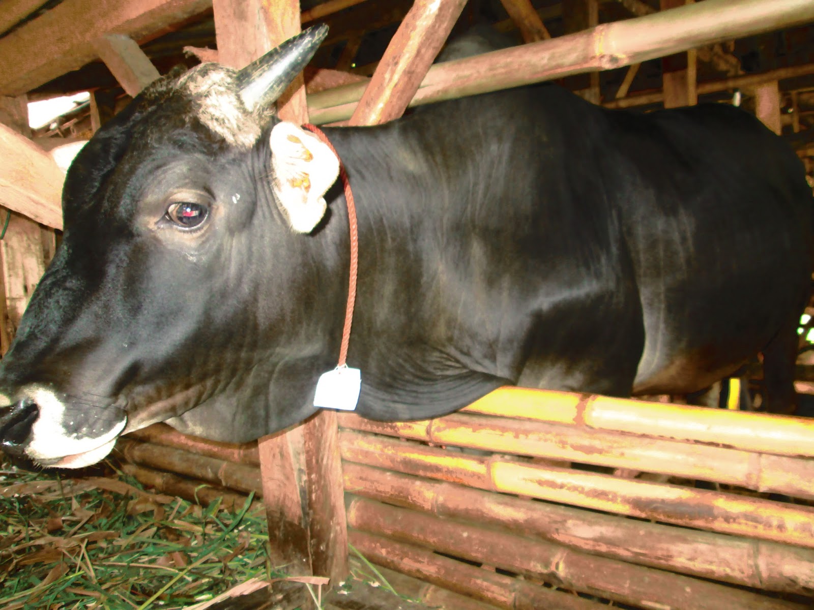 Pusat Jual Sapi & Domba Qurban MURAH di Bandung | PusatSapi.com