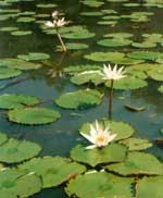 FLOWERS OF BANGLADESH: IMAGE OF NATIVE FLOWERS