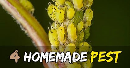 4 Homemade Pest Control Remedies