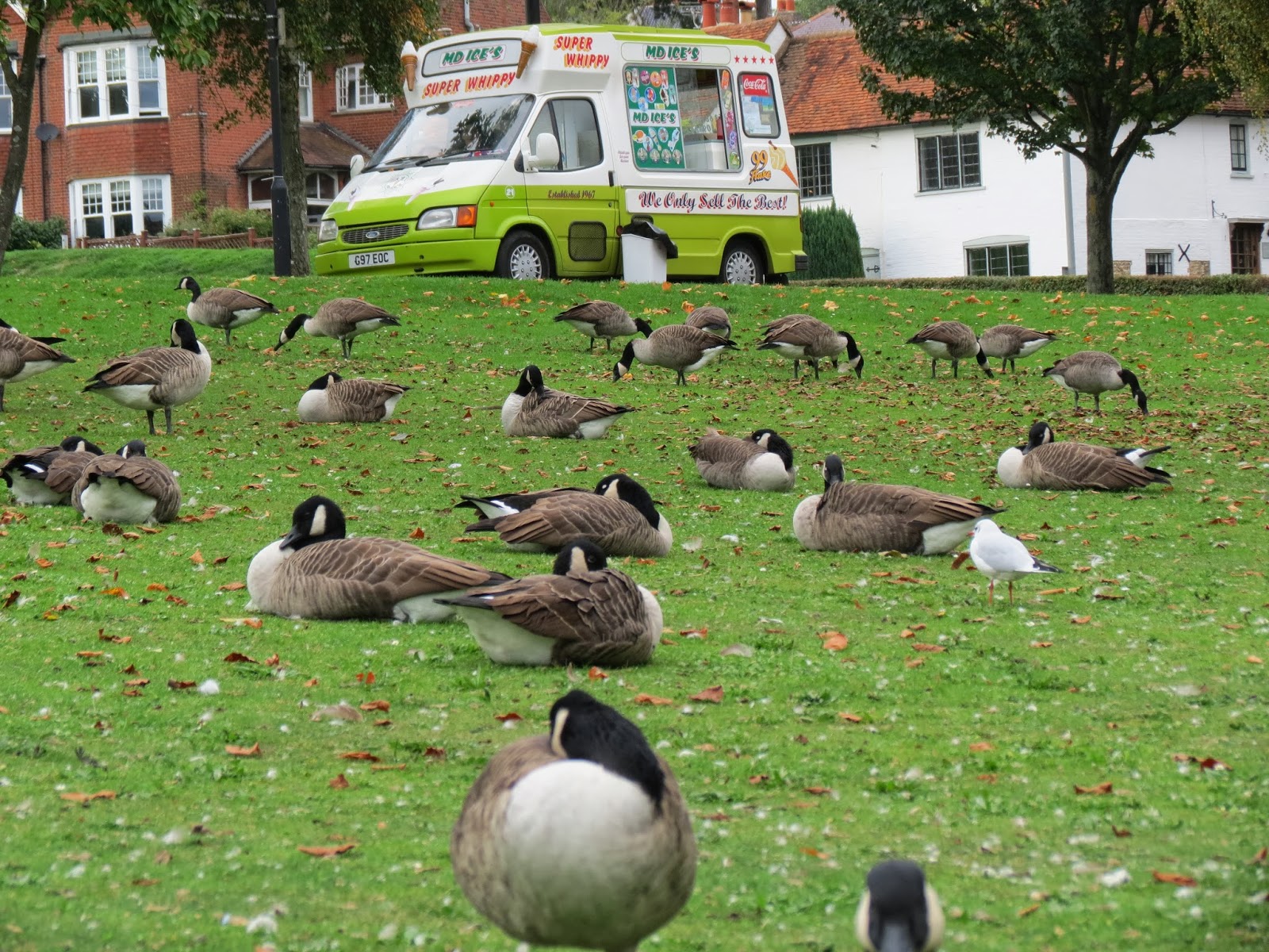 BIRDING AMERSHAM: A Finnish-ringed BLACK-HEADED GULL in Lowndes Park