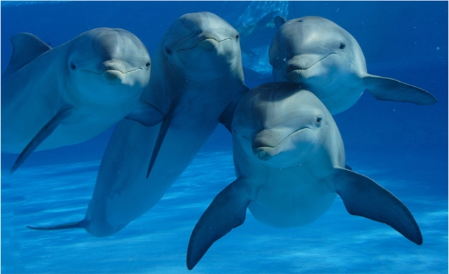 Una mirada ANIMAL: ♥ Tot sobre els DOFINS ♥