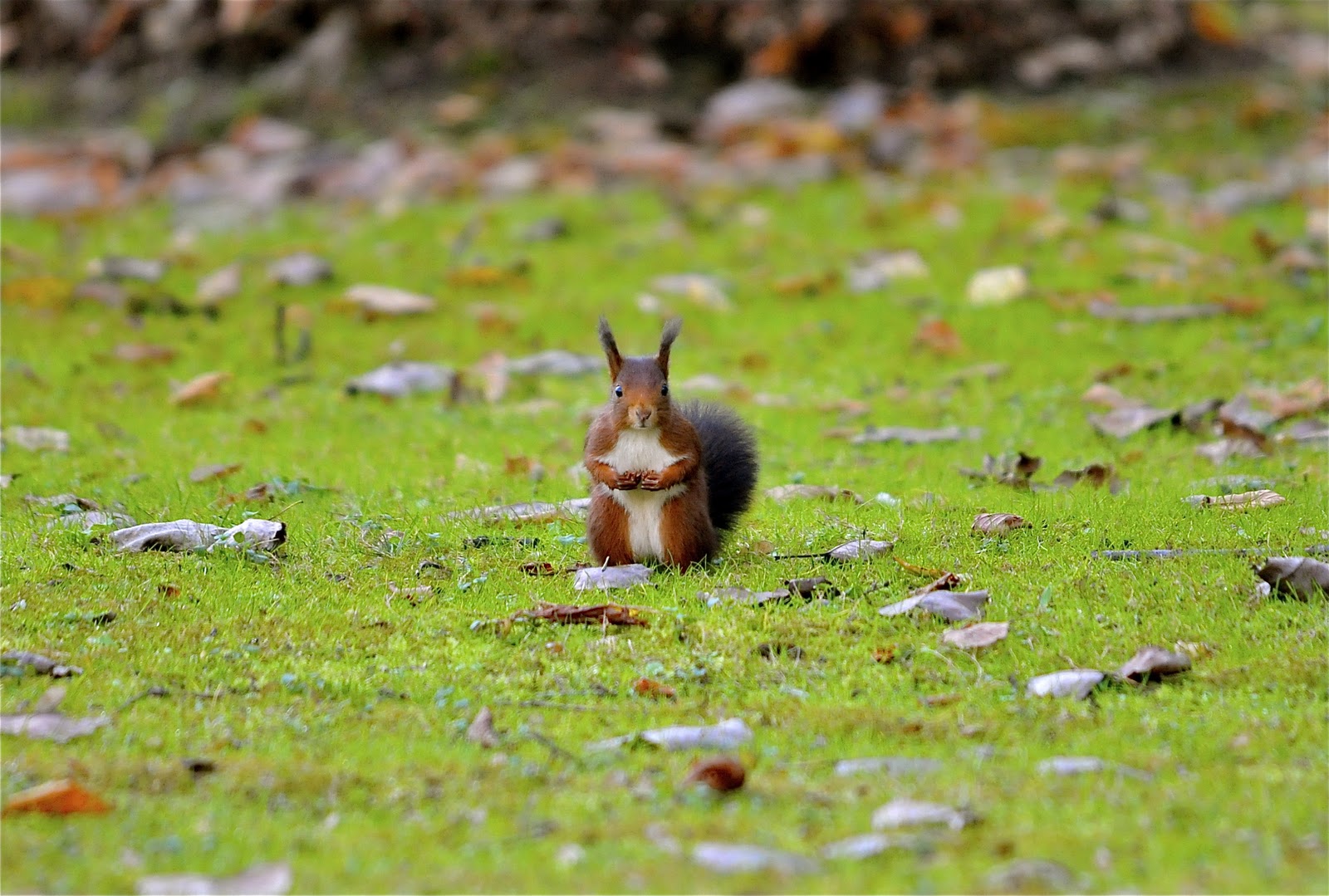 EL NIDO DEL XUAN: LA ARDILLA ROJA (Sciurus vulgaris)
