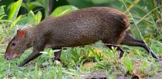 Agouti Animals | Amazing Facts & Latest Pictures | The Wildlife