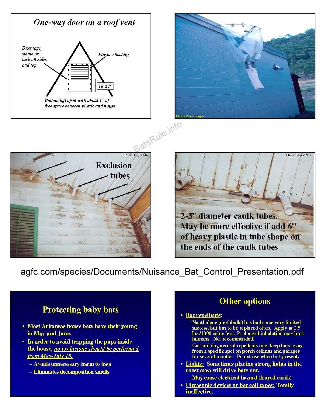 Nuisance Bat control presentation