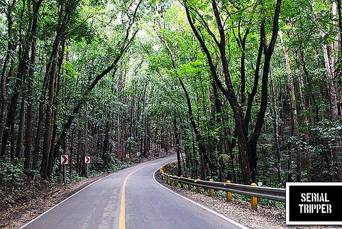 Visit BOHOL: Bilar: Man-made Forest