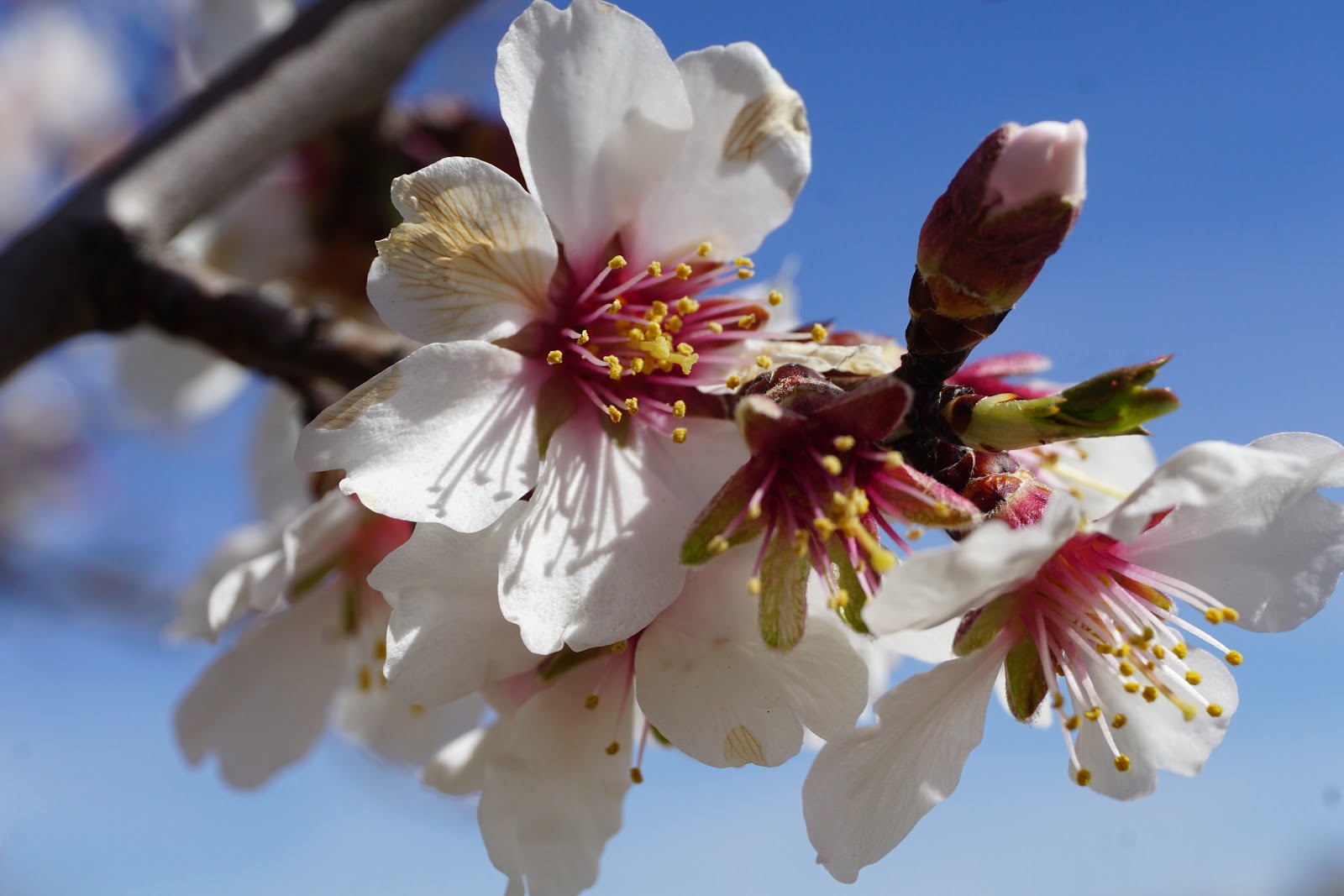 Plantas de Huerta Otea, Salamanca: Almendro (Prunus dulcis)