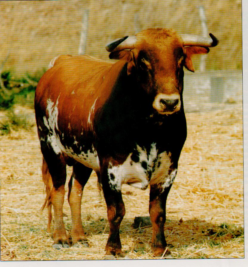 La Tauromaquia en Tarifa: LA MONOTONÍA EN LA FIESTA DE LOS TOROS