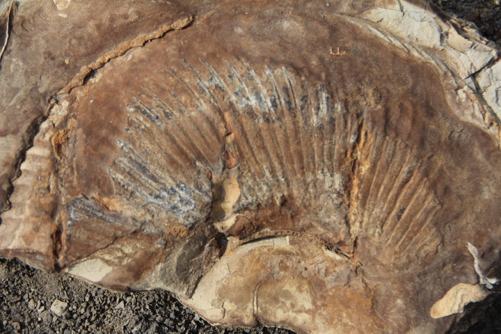 The Kansas Outback: Fossils--sixth in a series of the eight natural ...