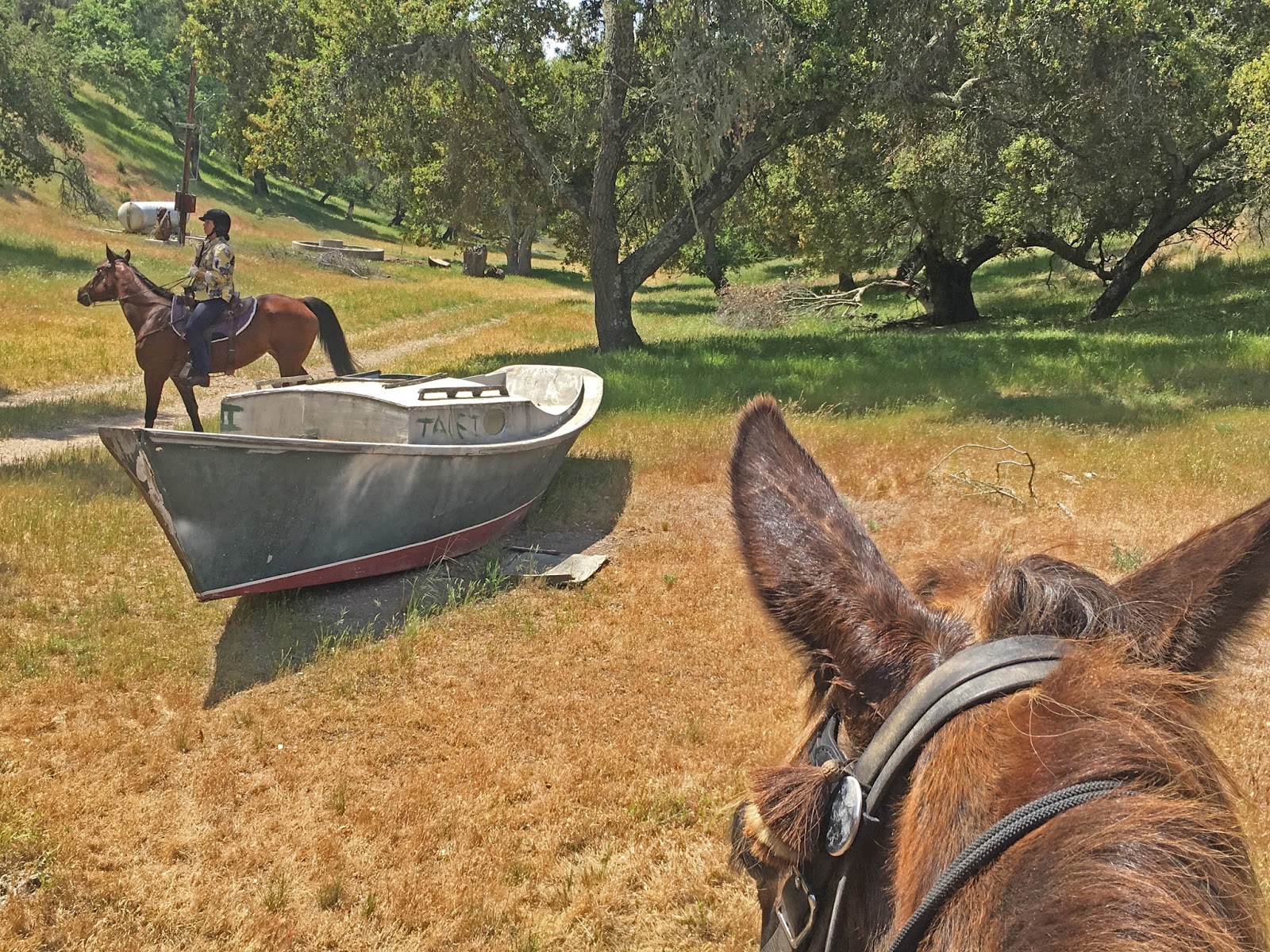 Mule Riding on Chamberlin Ranch - edhat