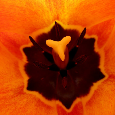 Dendroica: A Few Tulip Photos and a Link