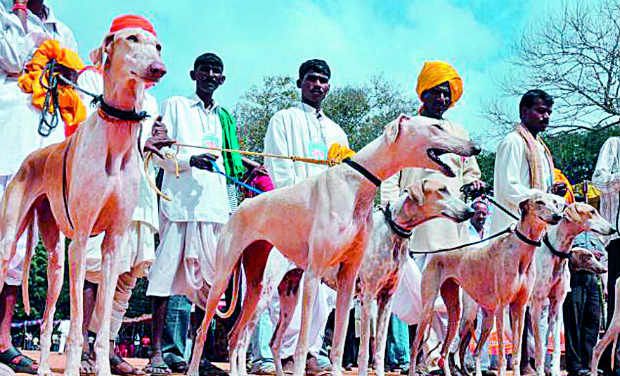 Ranna Mudhol: Facts and 11 Features of Mudhol Hounds
