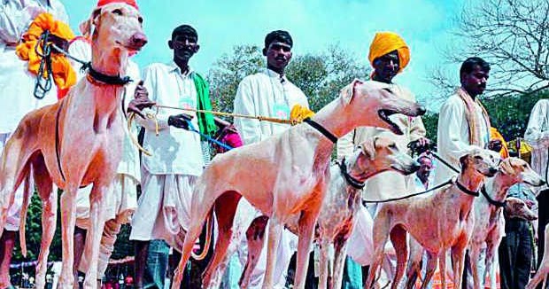 Ranna Mudhol: Facts and 11 Features of Mudhol Hounds
