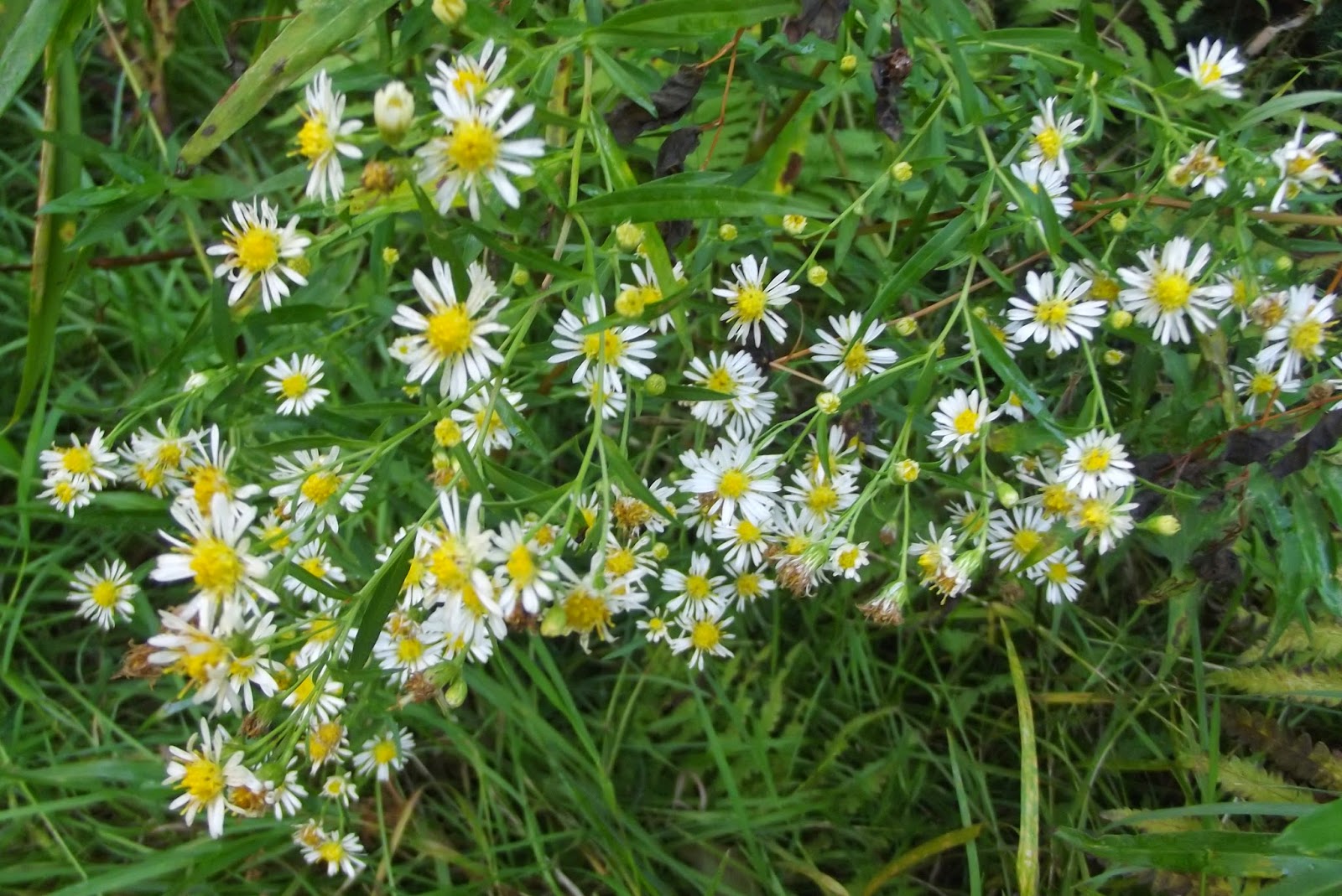 In The Garden: Native Asters
