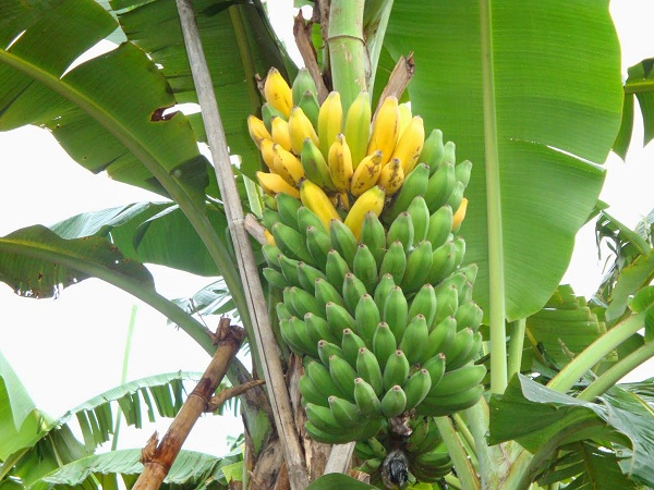 Aneka Manfaat Tanaman Pisang Untuk Kesehatan ~ UUNG9