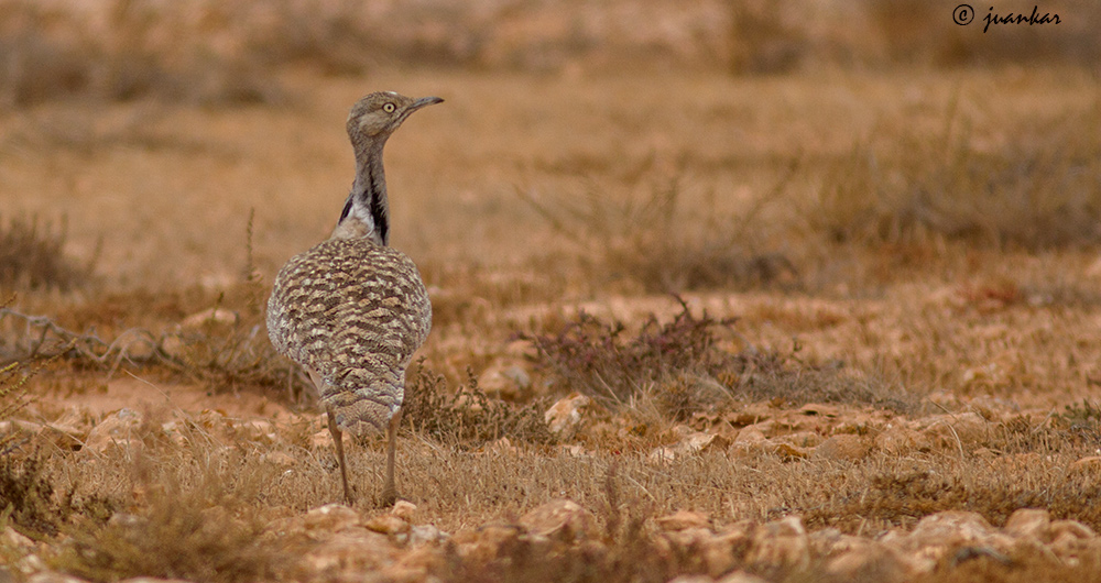Entre alpinas y marinas.: Disfrutando de la Hubara