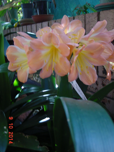 Clivias in Colour, Central Coast, NSW, Australia: True pink clivias