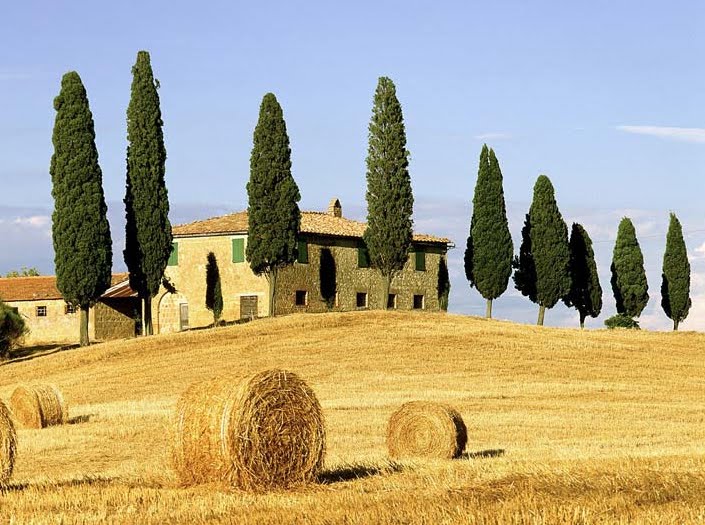 Viveiro Ciprest - Plantas Nativas e Exóticas: Cipreste Italiano da ...