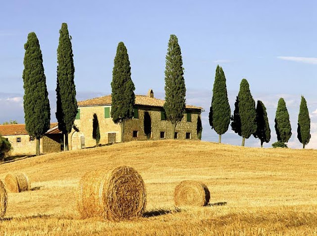 Viveiro Ciprest - Plantas Nativas e Exóticas: Cipreste Italiano da ...