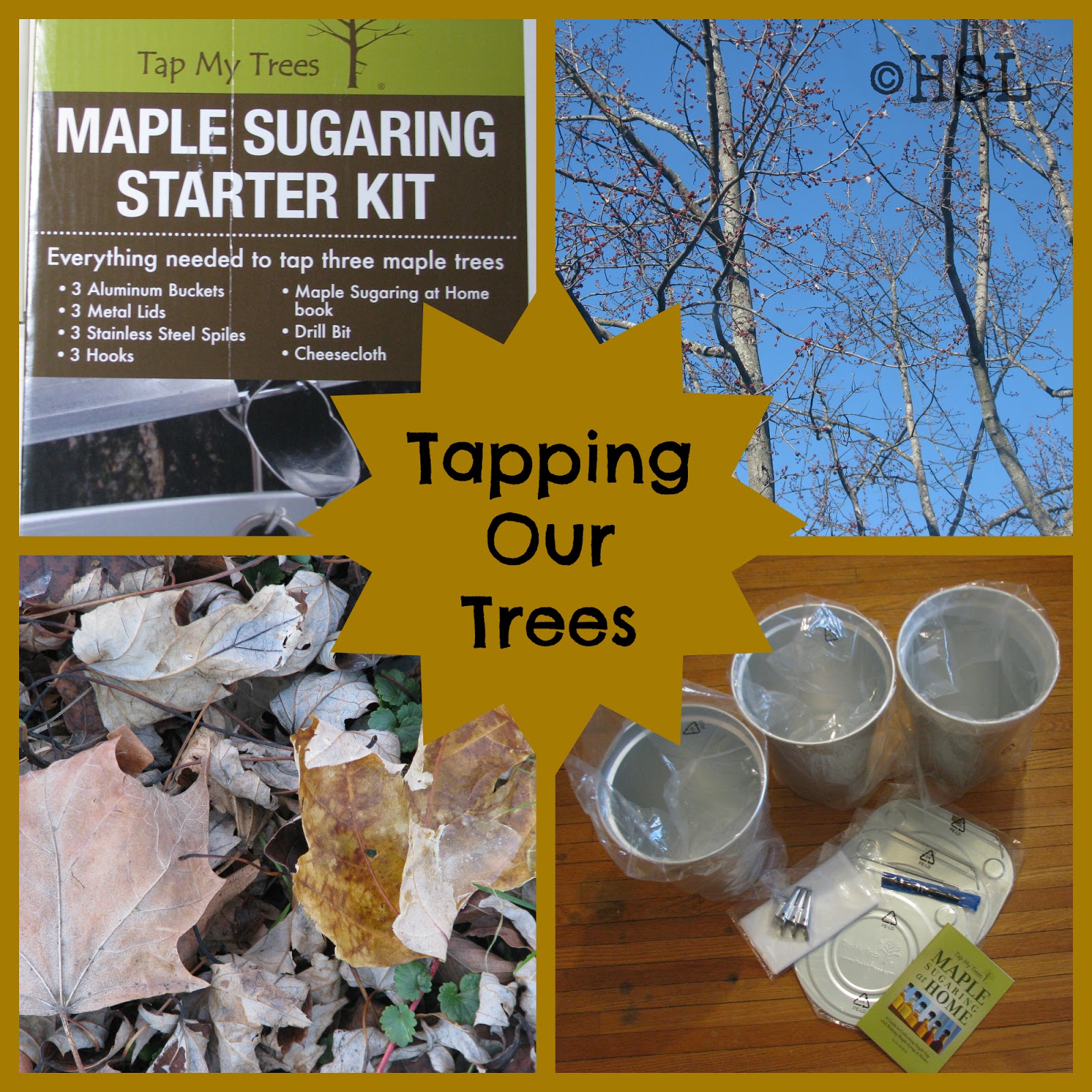 Home Sweet Life: Tap My Trees ~ Starter Kit with Aluminum Buckets ~ A ...
