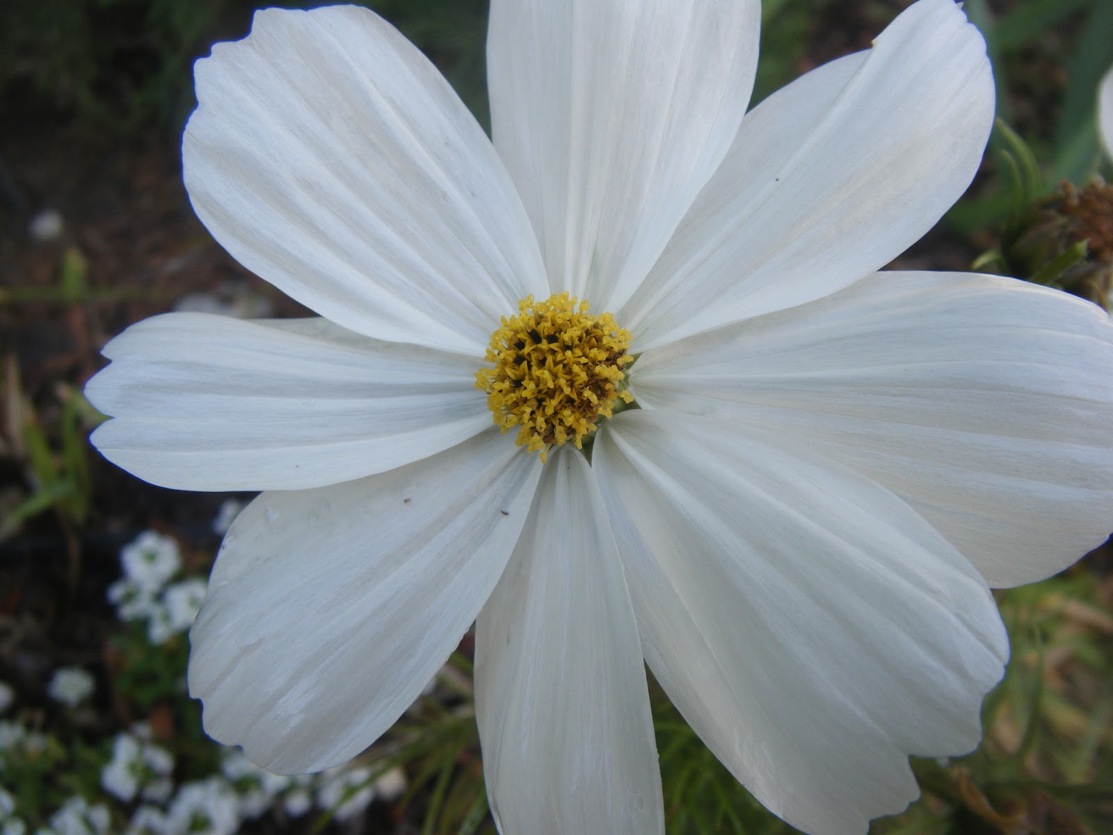 La Bella Vita... Beautiful Living , Food, Gardening: Fiori, fiori, e ...