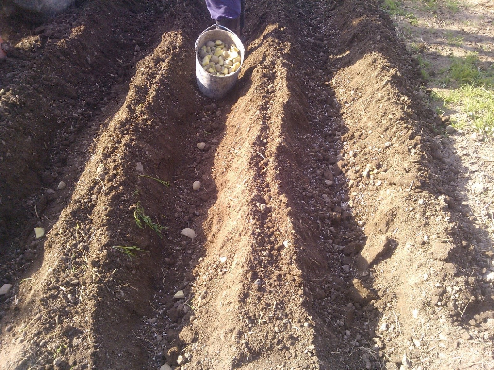 A Sementeira das Batatas