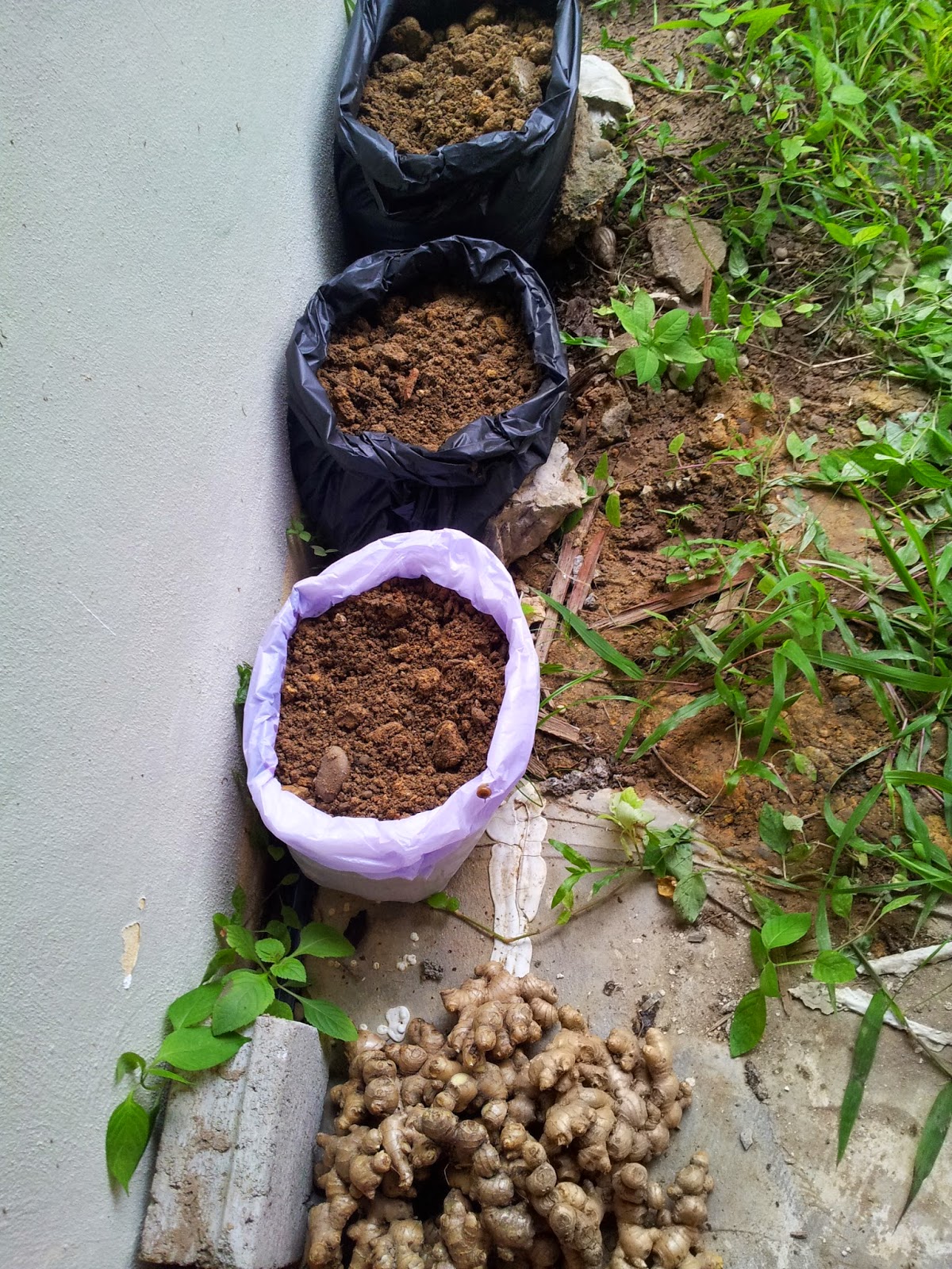 Tanaman Halia: Tanam Halia di sabah.