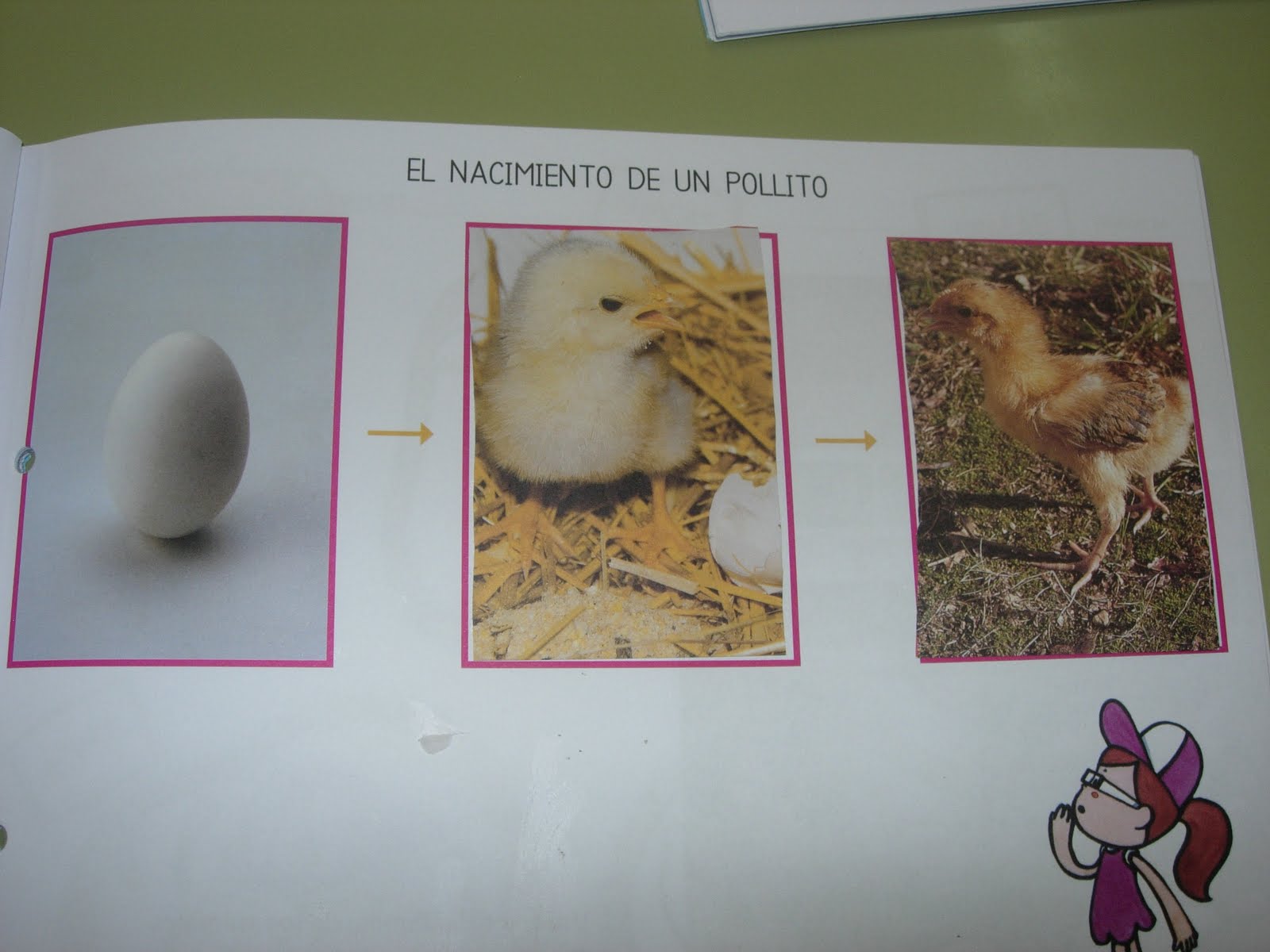 Arias Montano Infantil: NACIMIENTO DE UN POLLITO