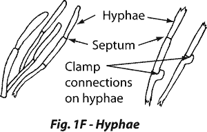 The orchid study blog