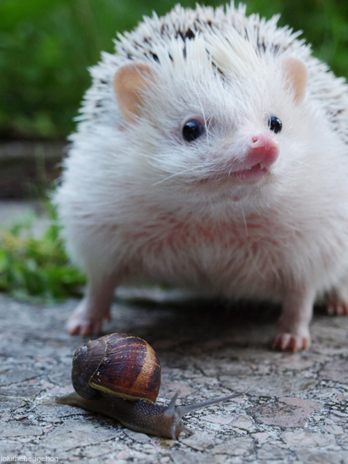 Afrički patuljasti jež je izuzetno simpatična životinjica i prilično ...