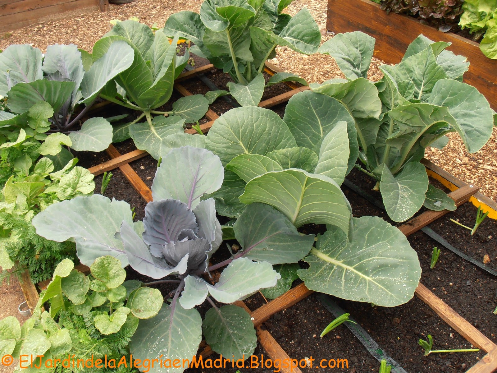 El jardín de la alegría : Repollos, coliflores, lombardas...Pictóricos!!