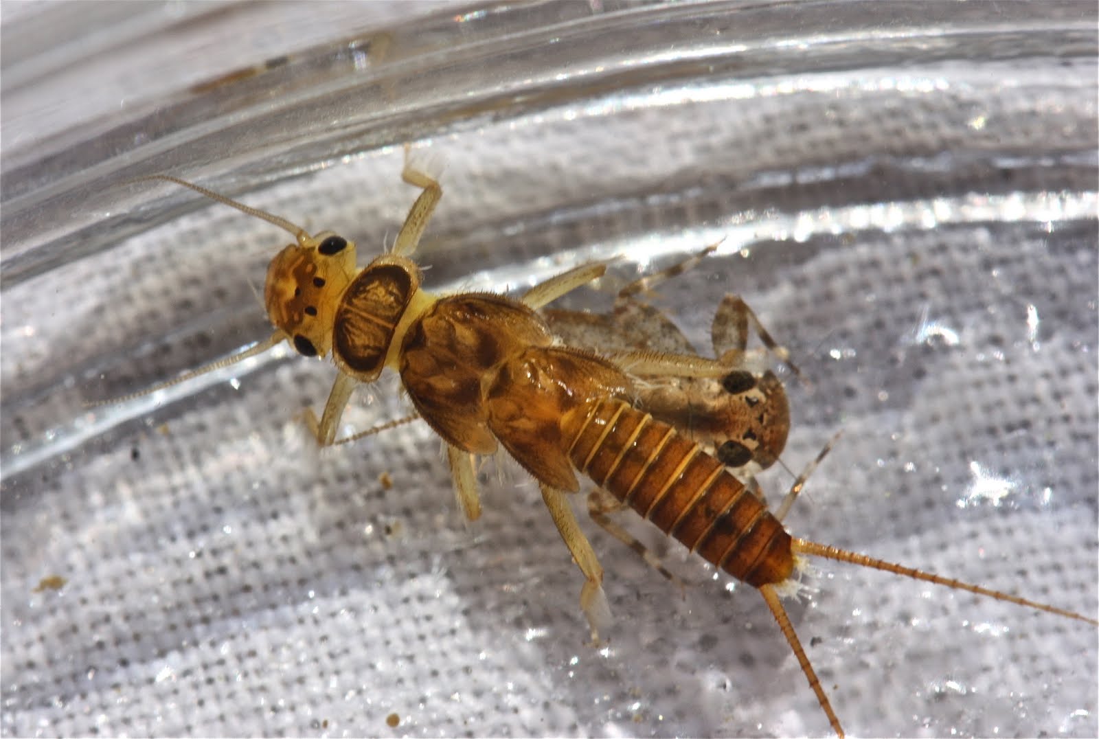Aquatic Insects of Central Virginia: New Water: A Trip to the Buffalo ...