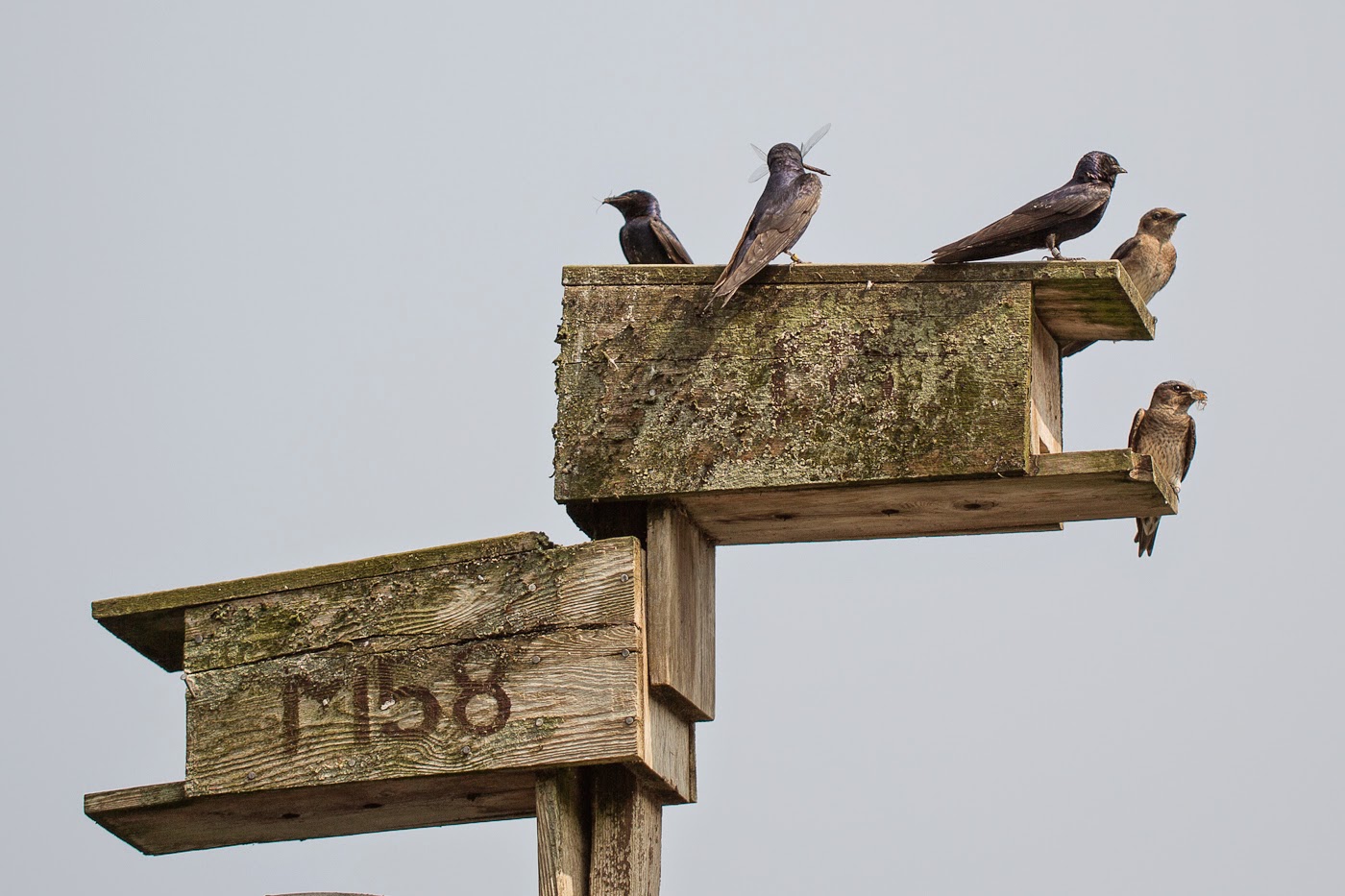 Rocky Point Bird Observatory : Purple Martins in Greater Victoria