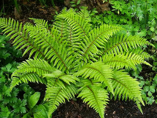 Biology, The Dynamics of Life...: Which plants have no flowers