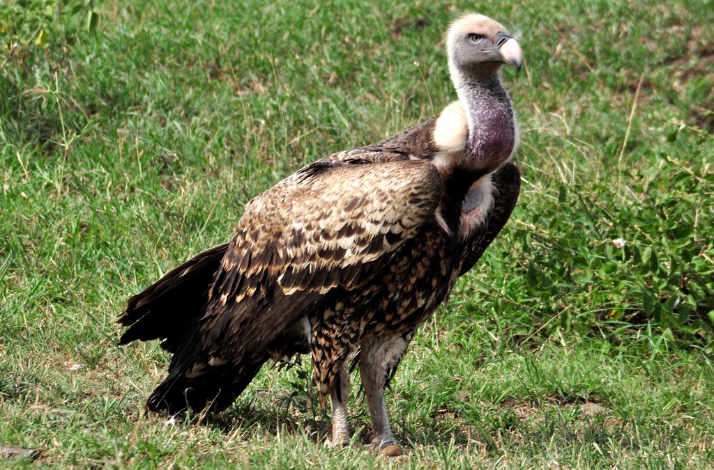 O Livro da Natureza: Abutre