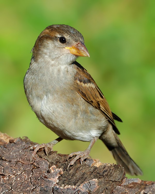 Pisando la hierba: Descubre la ruta del pardal común