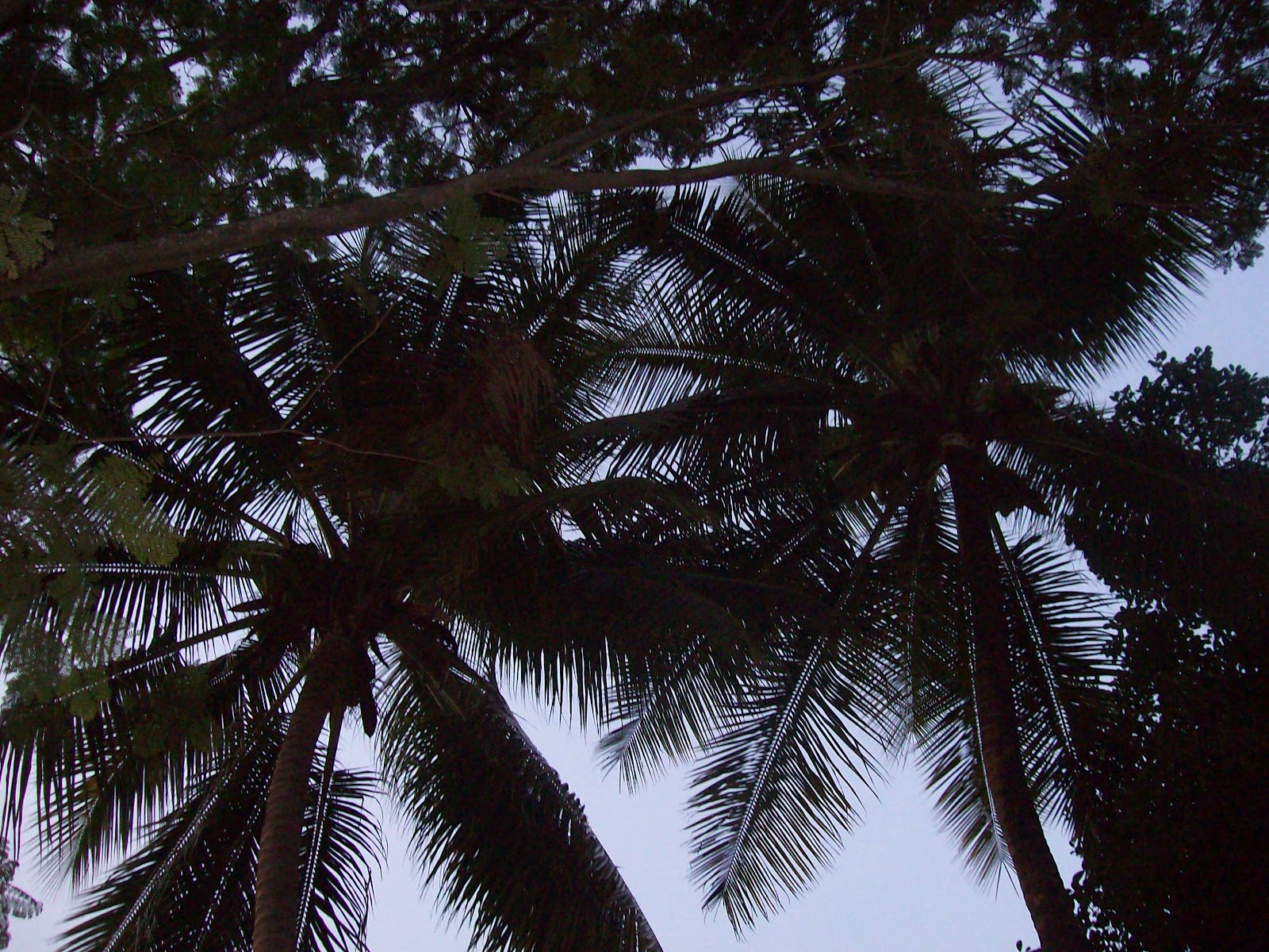 gardentropics: Coconut- the Multi-faceted Tree