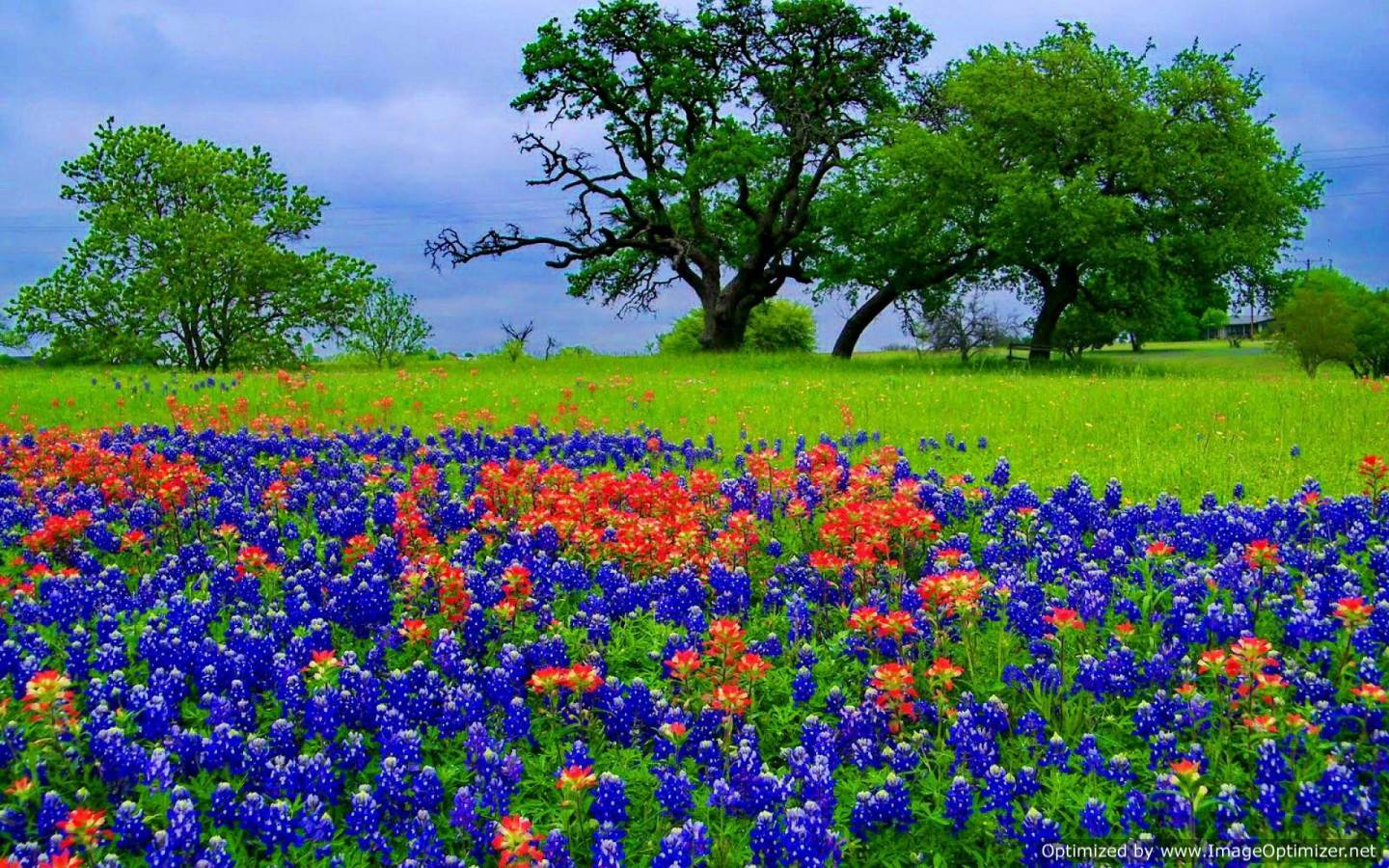 Bluebonnet Desktop Wallpaper | Free Hd Wallpaper